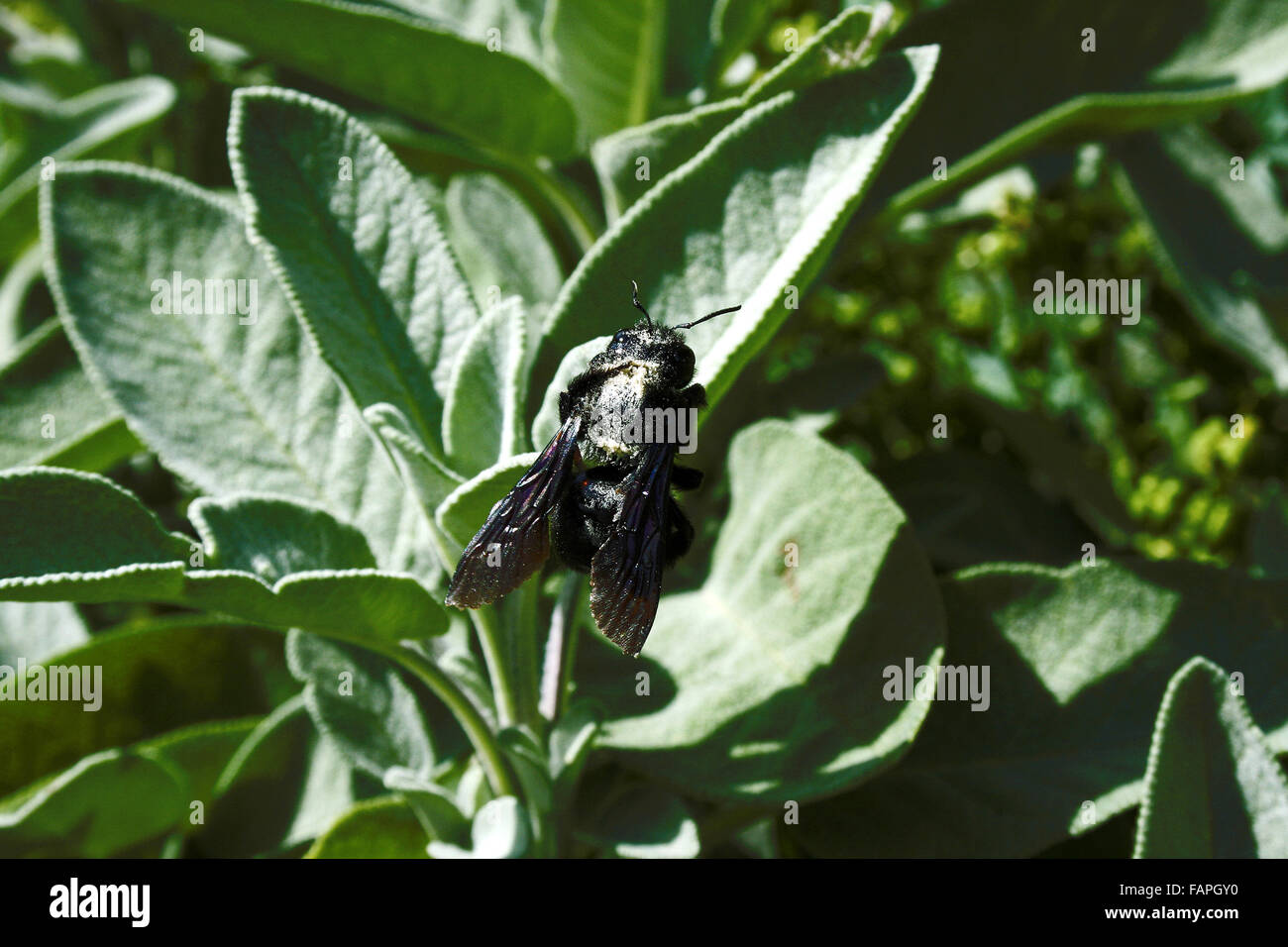 Carpenter bee hi-res stock photography and images - Alamy