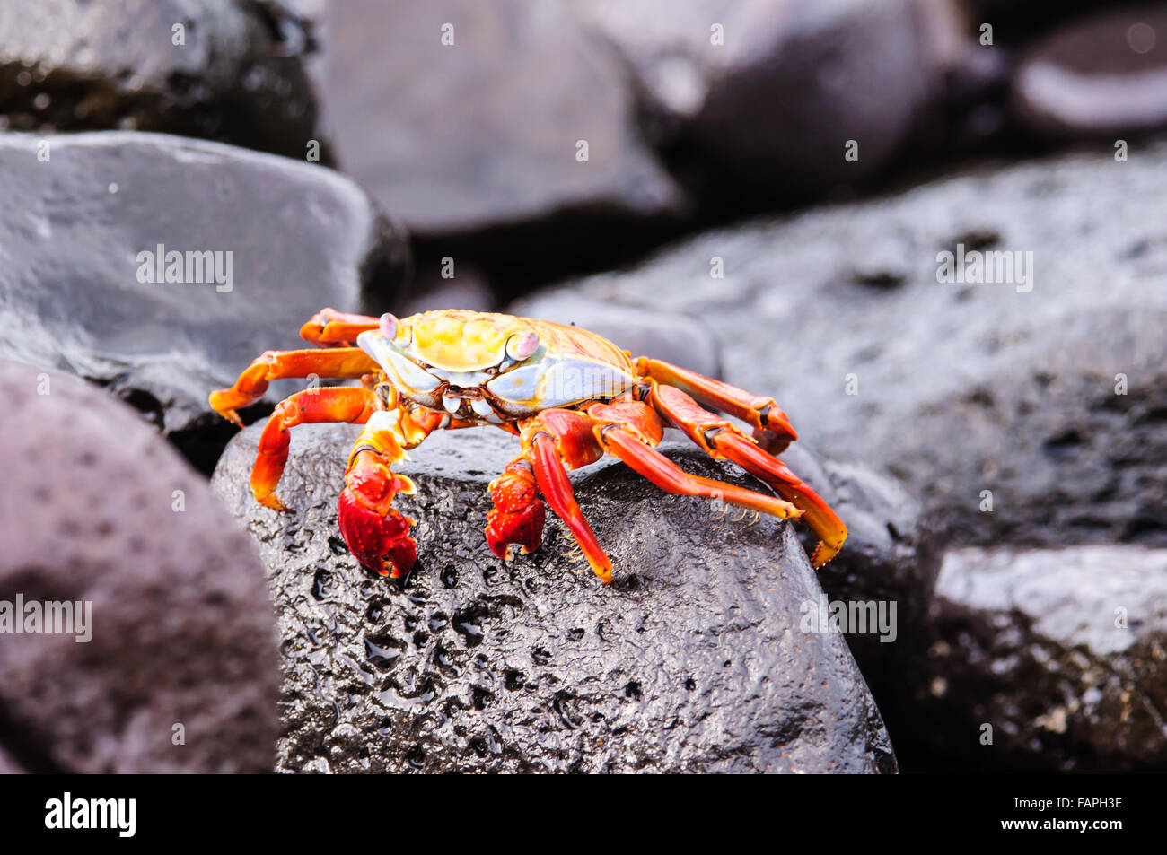 Marine crab sally lightfoot hi-res stock photography and images - Alamy
