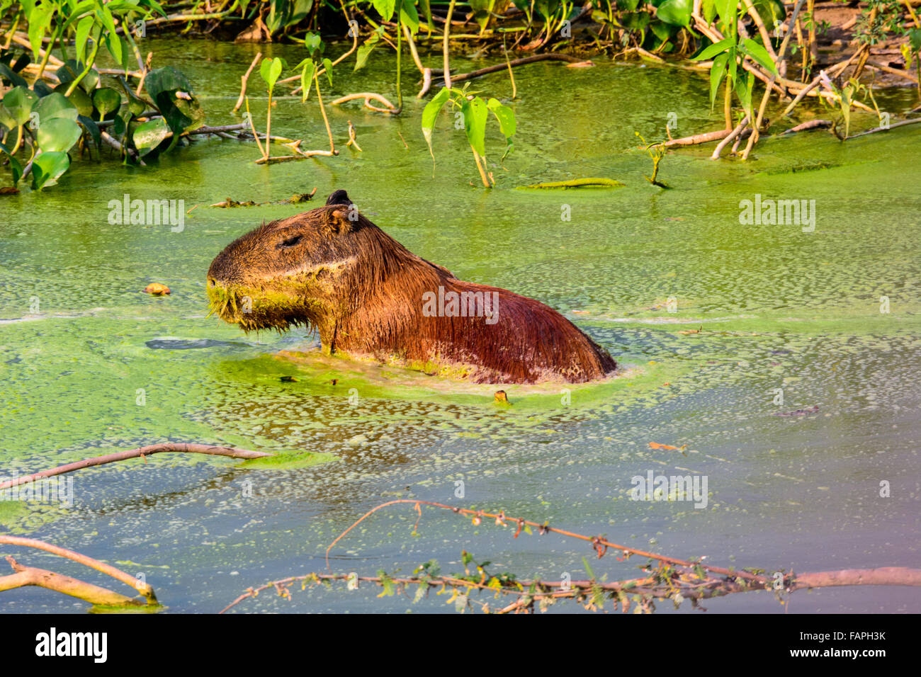 Capybara rodent hi-res stock photography and images - Alamy