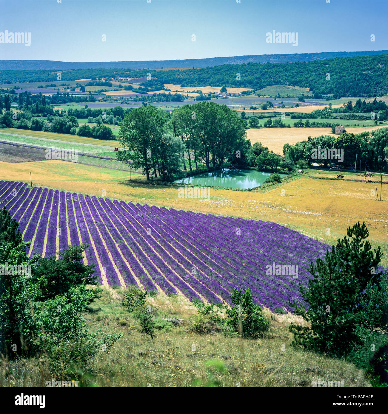 Blooming lavender field, Sault valley, Vaucluse, Provence, France ...
