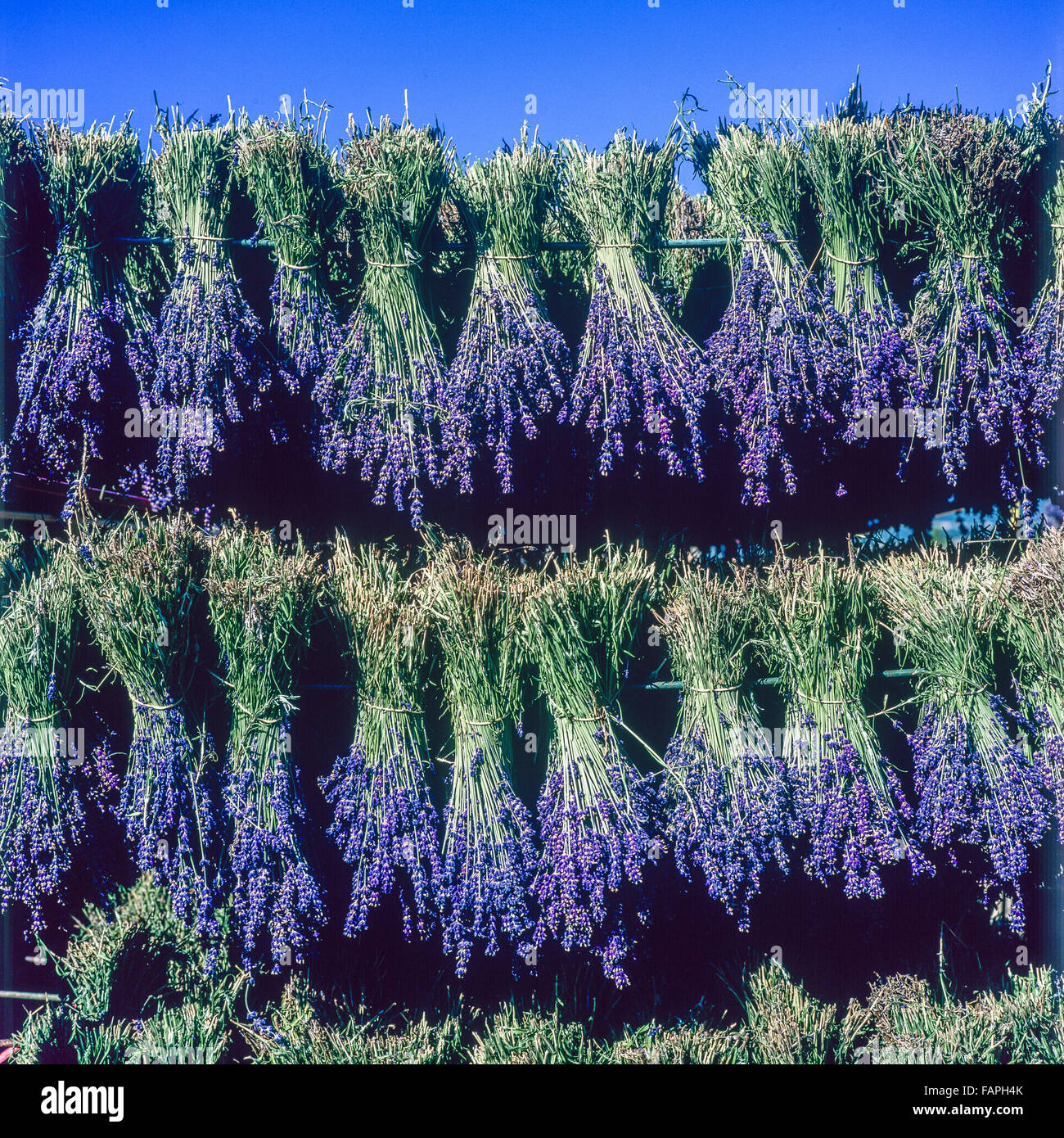 Hanging lavender bunches hi-res stock photography and images - Alamy