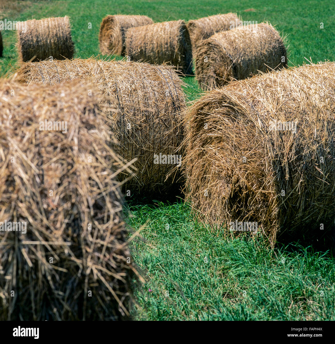 Green straws of corn hi-res stock photography and images - Alamy