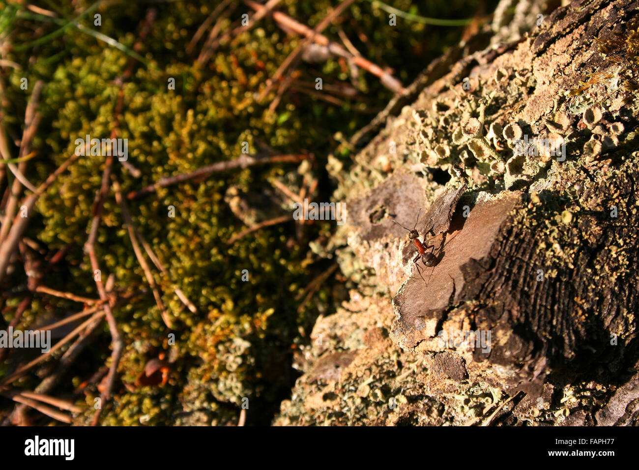 red ant scout Stock Photo - Alamy