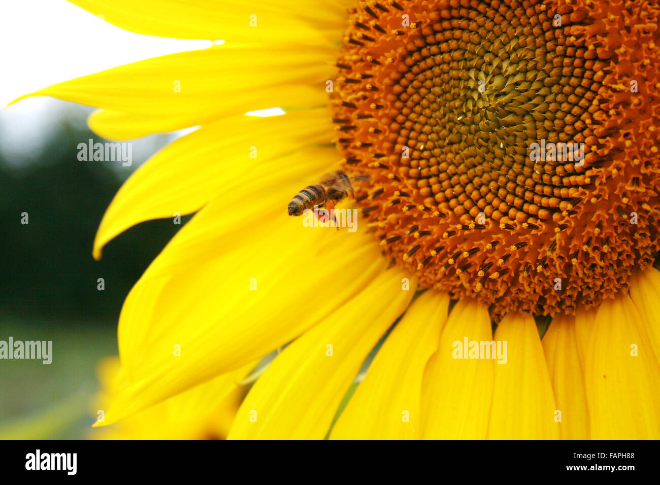 Sunflower bee hi-res stock photography and images - Alamy