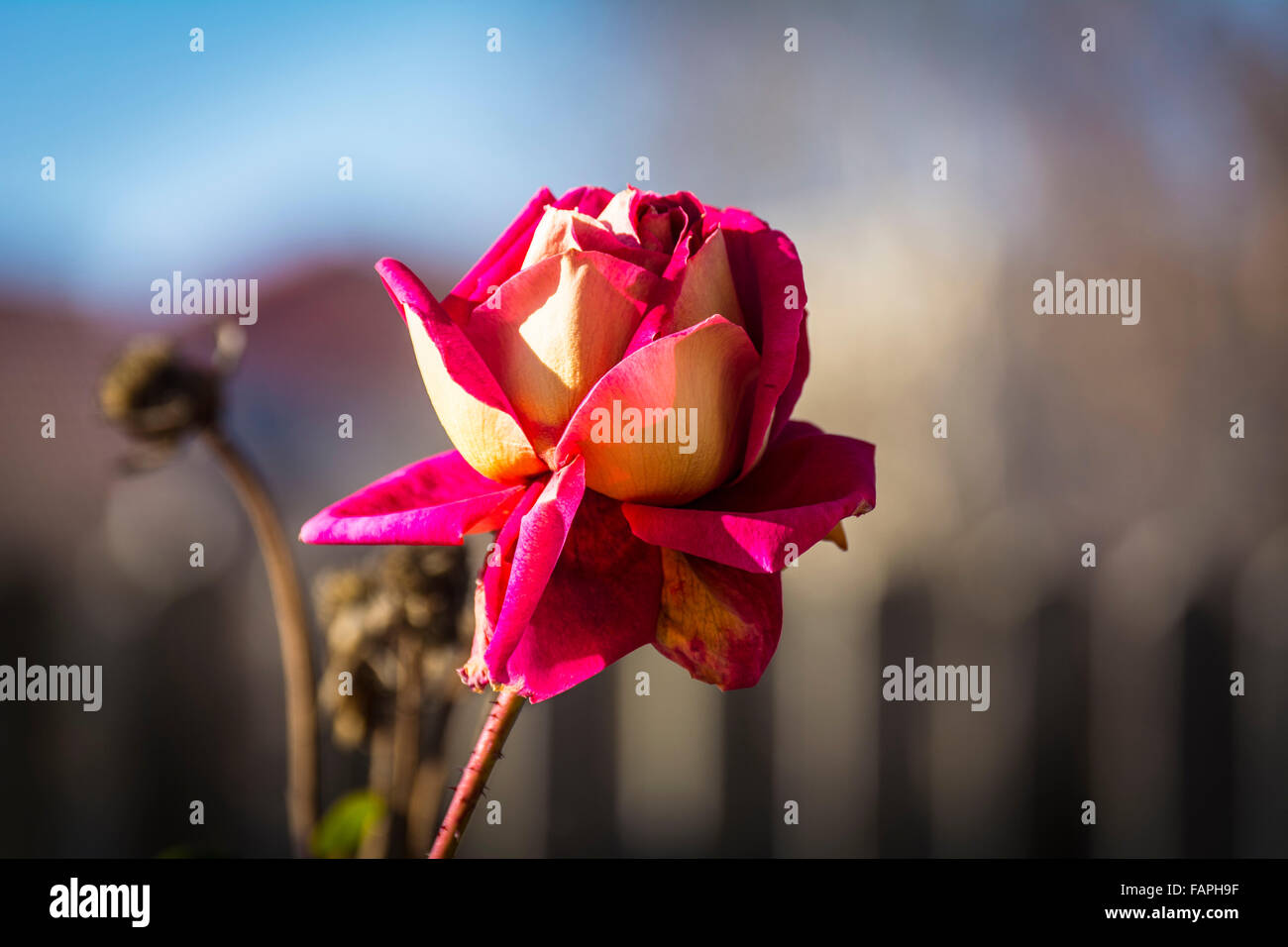 Red rose in the garden Stock Photo - Alamy