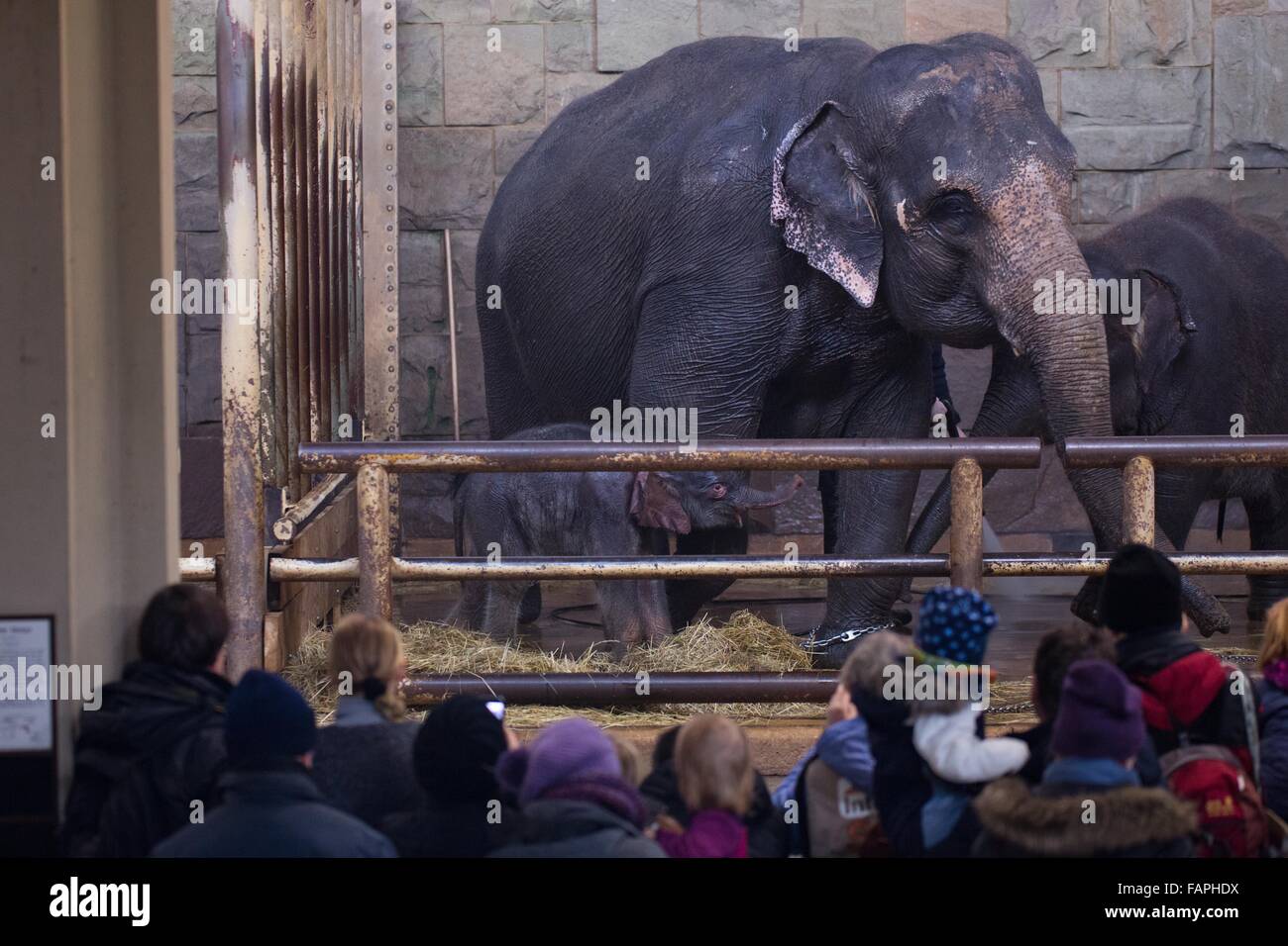 Berlin, Germany. 03rd Jan, 2016. A newly born baby elephant stands in ...