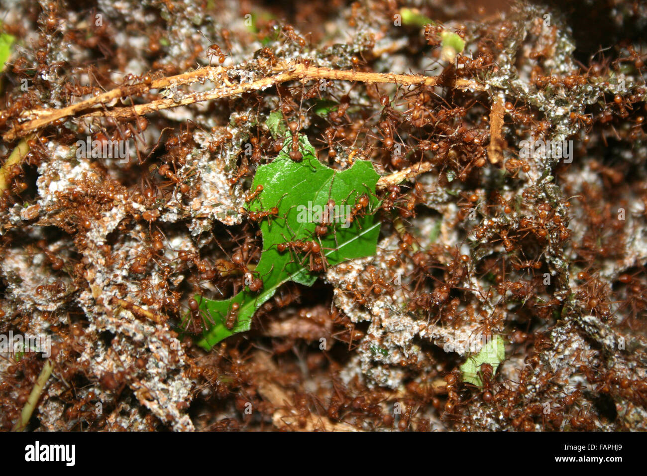 Leaf cutter ants Stock Photo - Alamy