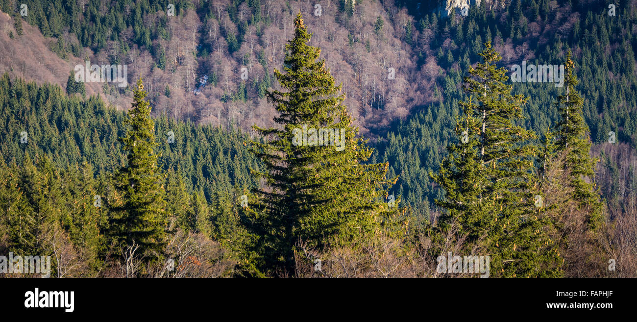 Pine tree forest Stock Photo - Alamy