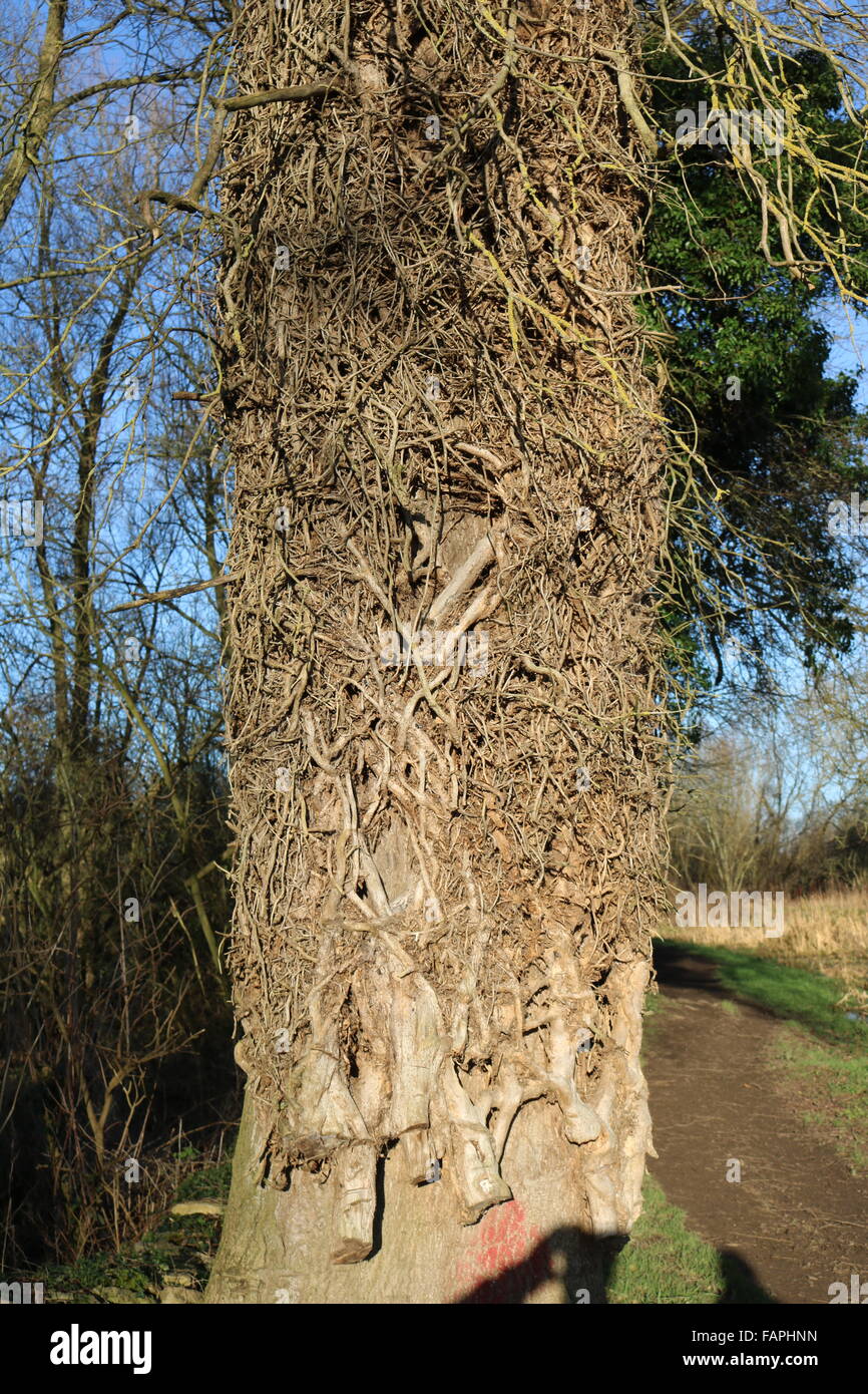 Dead vines and other growths cling to a tree in winter Stock Photo - Alamy