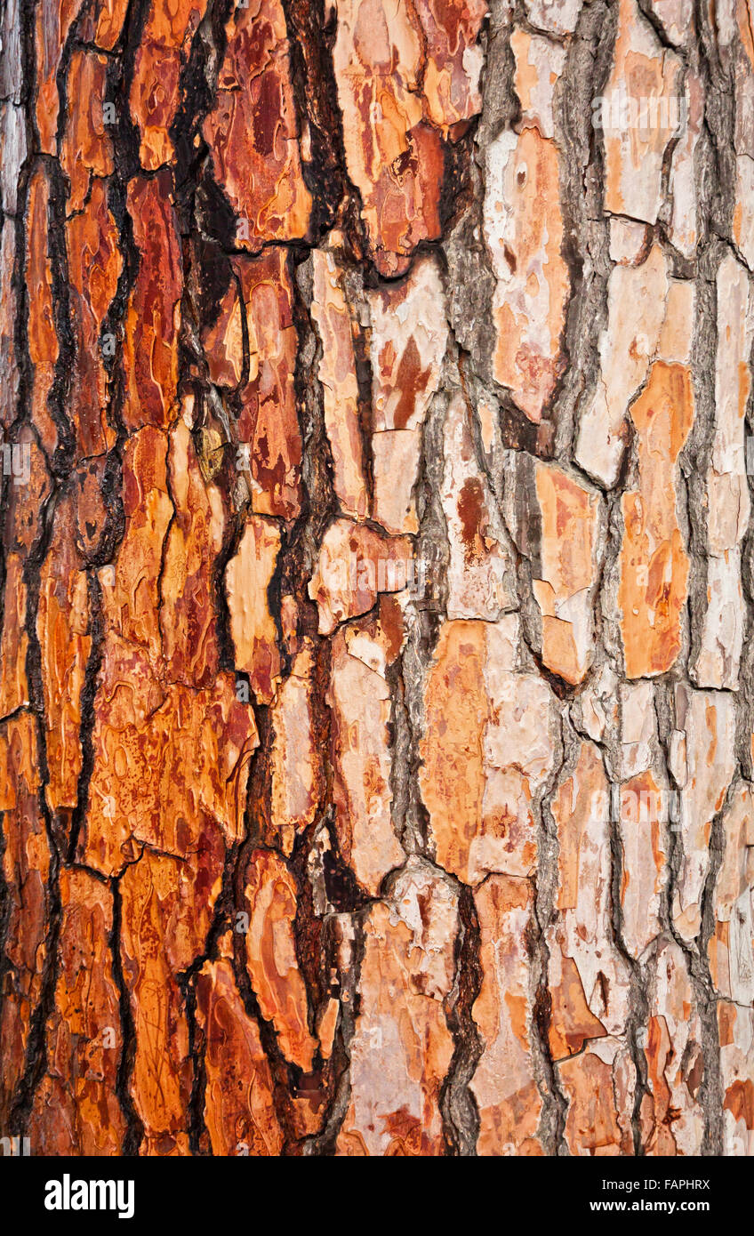 Texture background of brown bark of pine tree Stock Photo - Alamy
