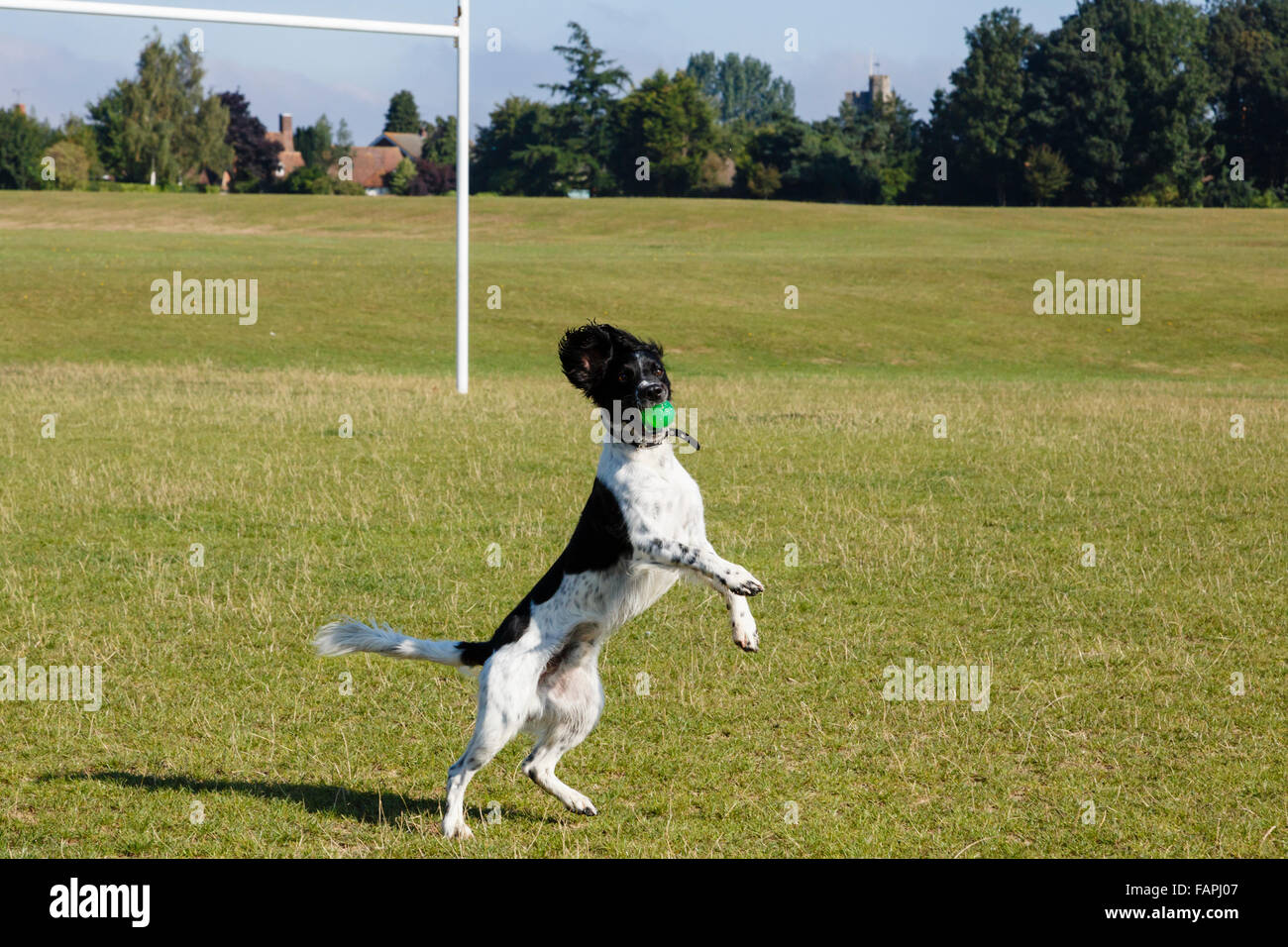 A Black and White English Springer Spaniel dog jumps up to catch a ball ...