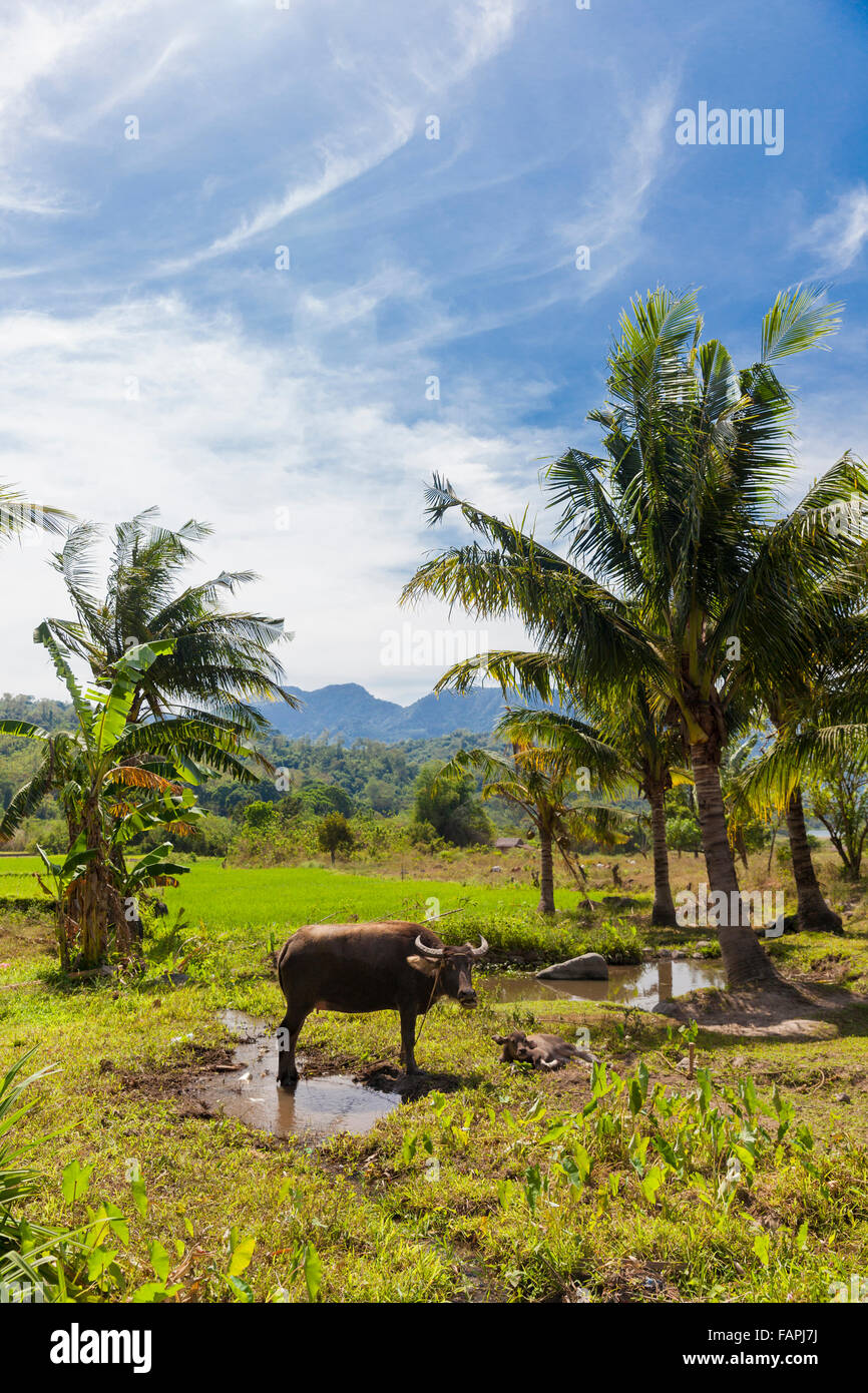 Farming fields submerged in hi-res stock photography and images - Alamy