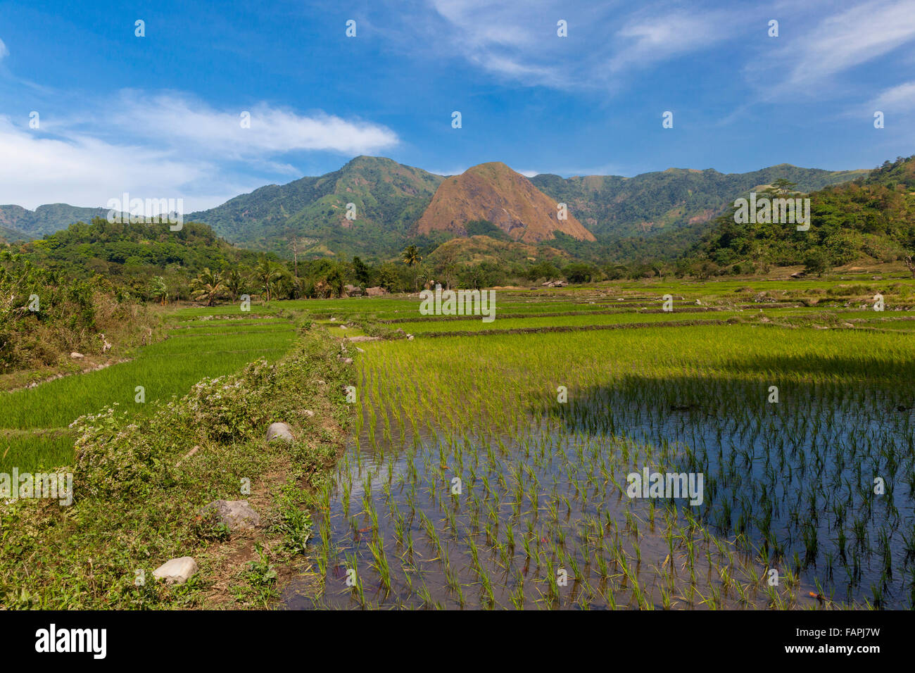 Rice paddy fields in the Philippines Stock Photo - Alamy