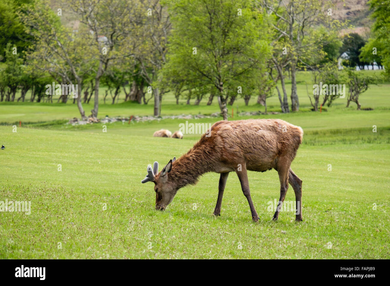 Lochranza golf course hi-res stock photography and images - Alamy