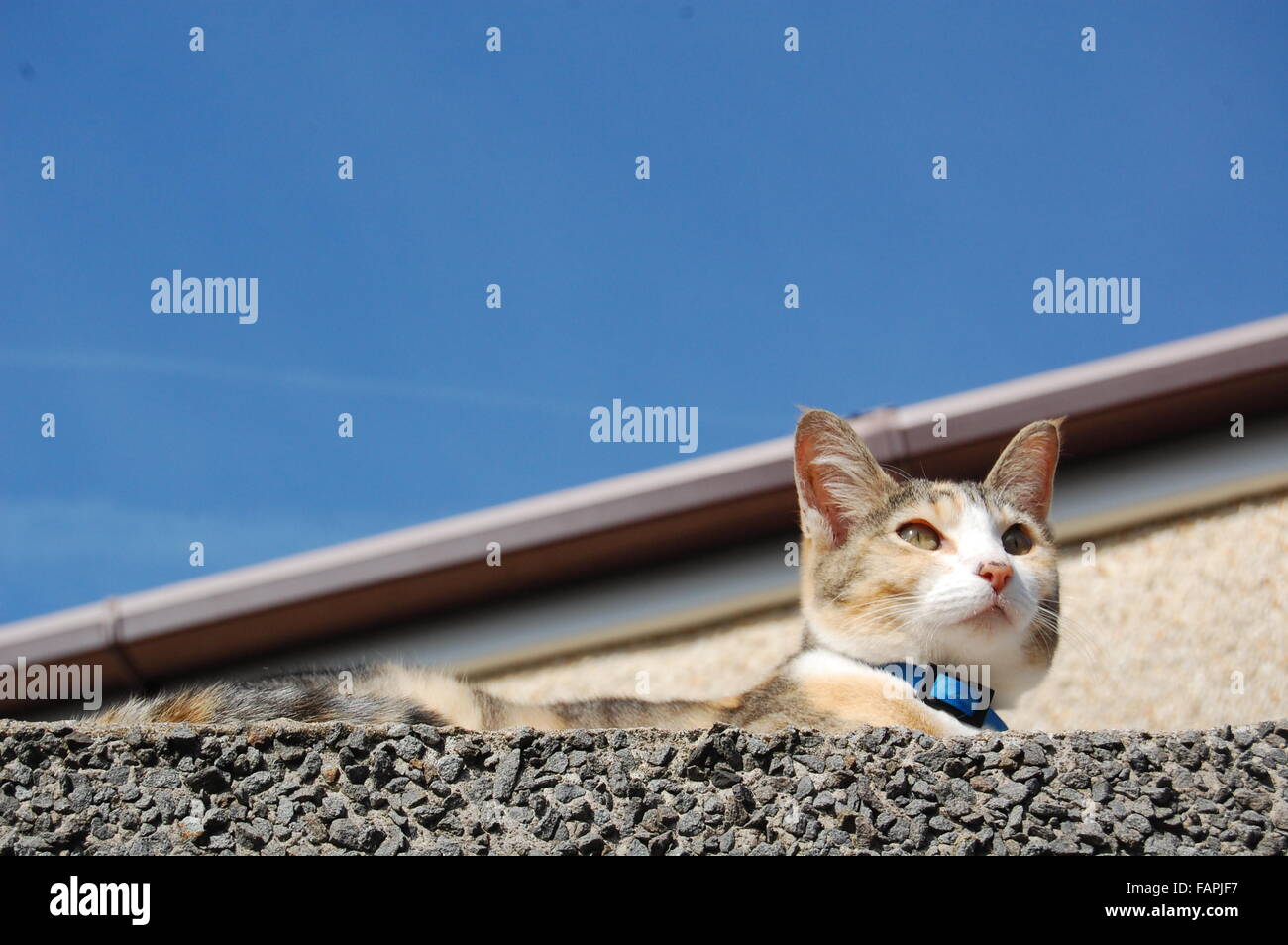 Cat gazing off in to the distance Stock Photo - Alamy