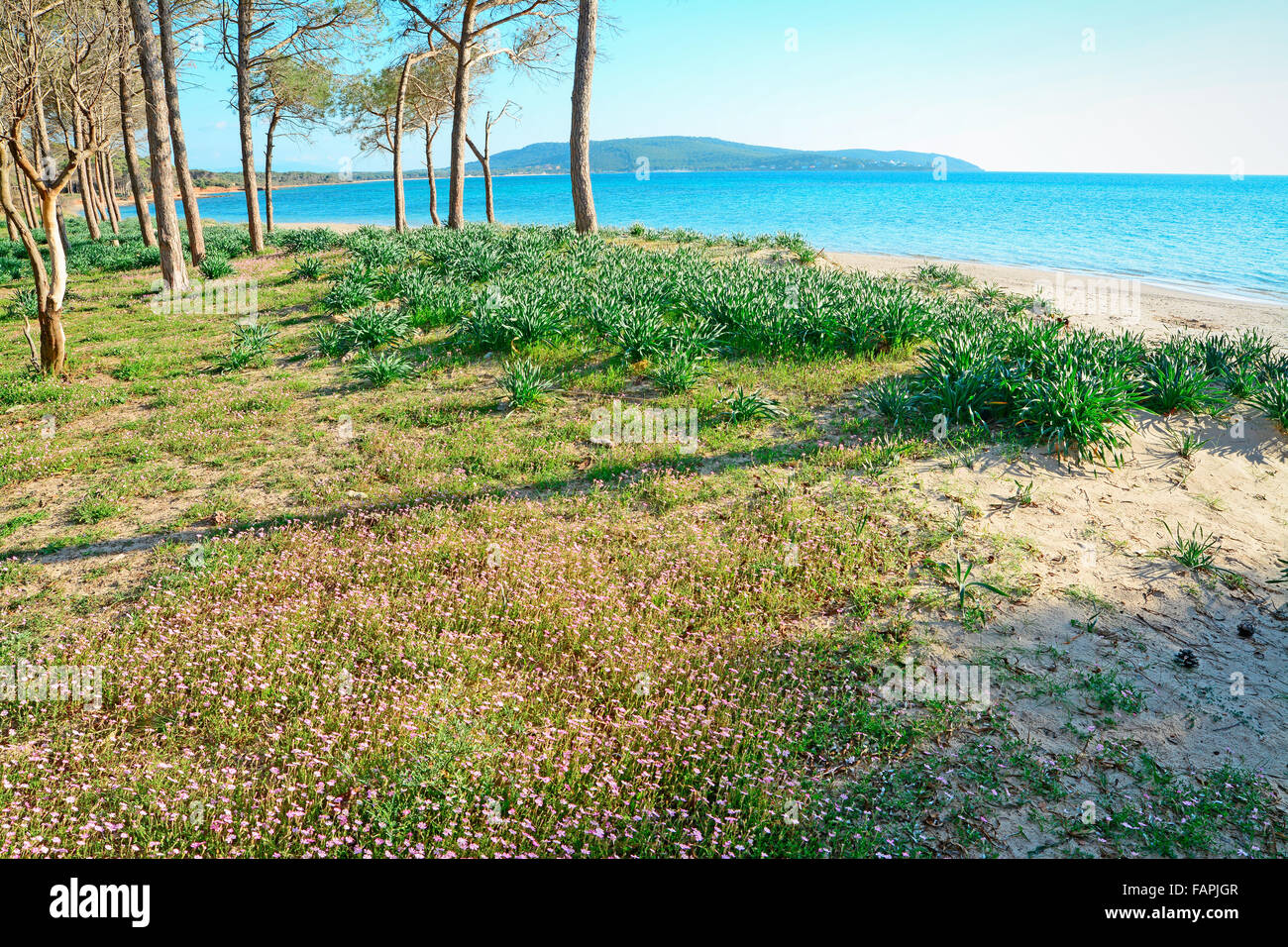 Mugoni beach in Alghero on a clear sunny day Stock Photo - Alamy