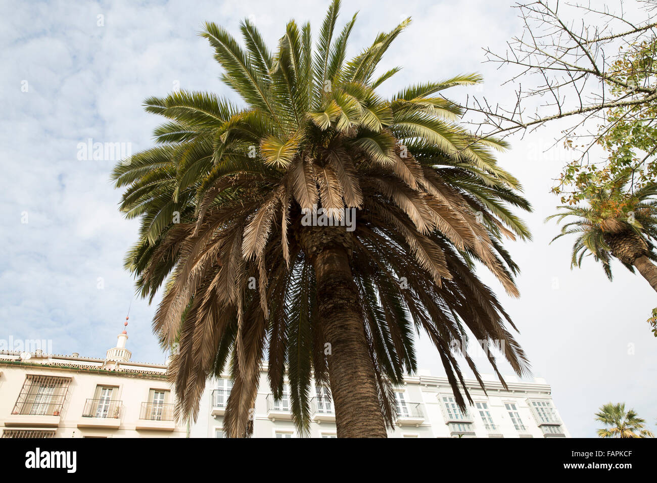 Palm trees in Malaga Spain Stock Photo - Alamy
