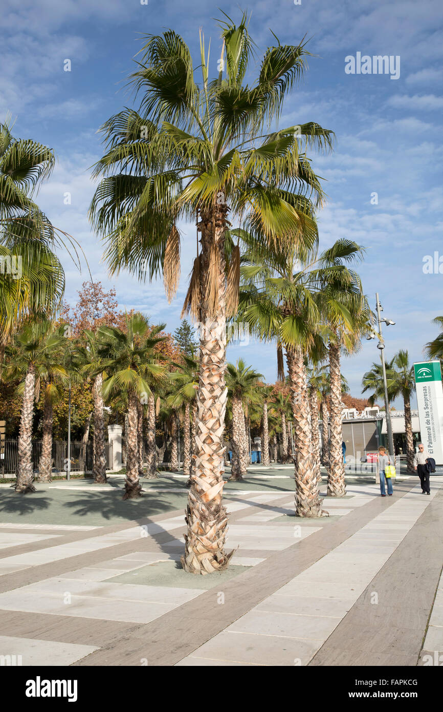 Palm trees in Malaga Spain Stock Photo - Alamy