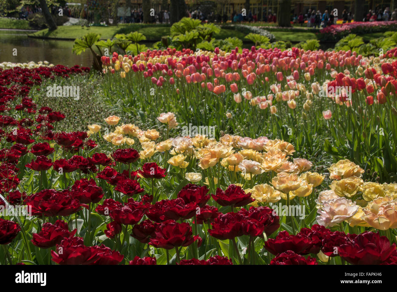Keukenhof spring garden, Holland Stock Photo - Alamy