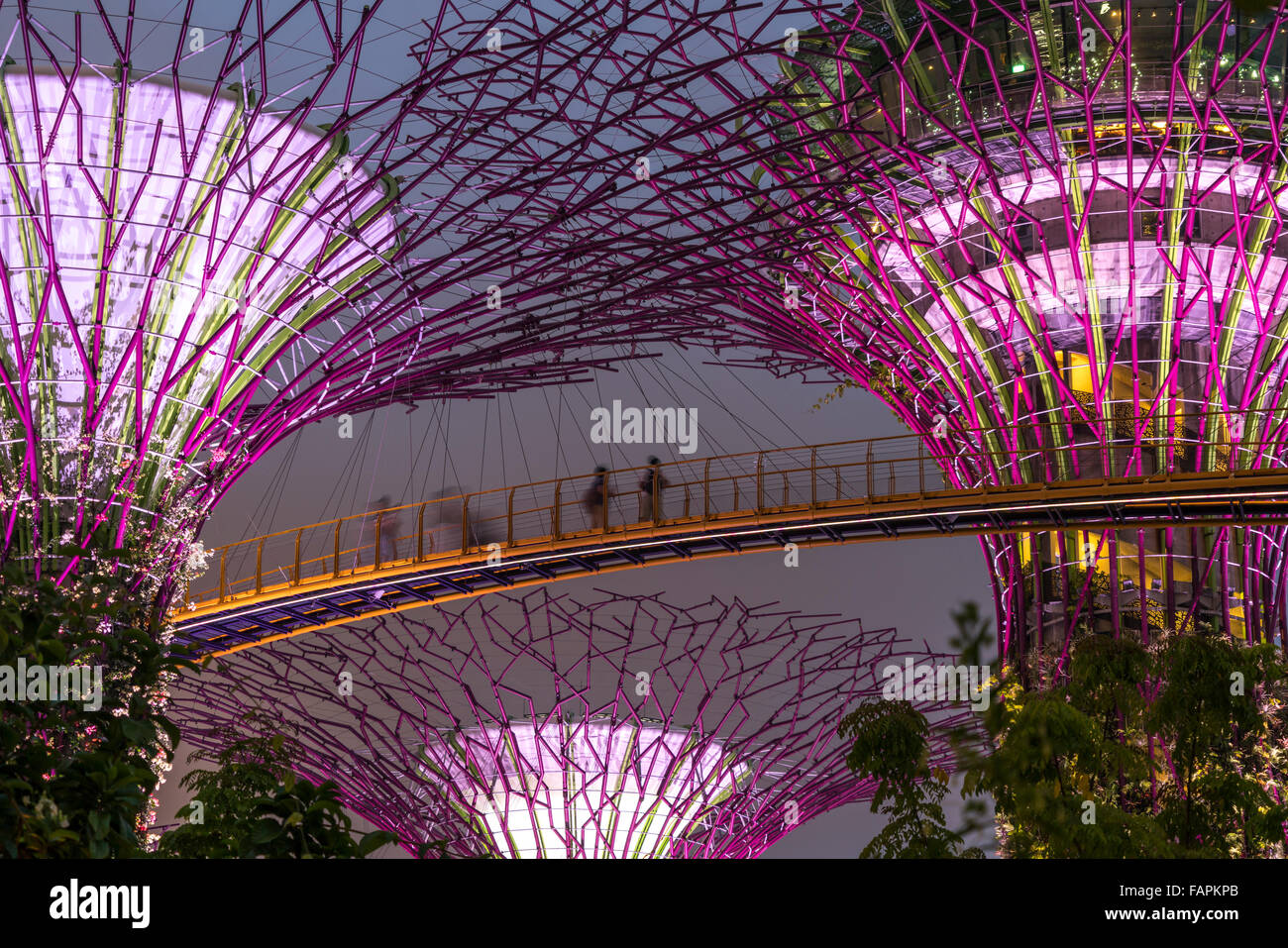 skyway between colourful lit Super Trees, Gardens by the Bay, Singapore ...