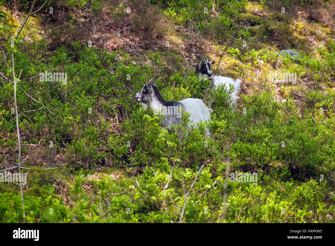 Feral goats browsing in undergrowth on the sides of the Rhinog mountain ...
