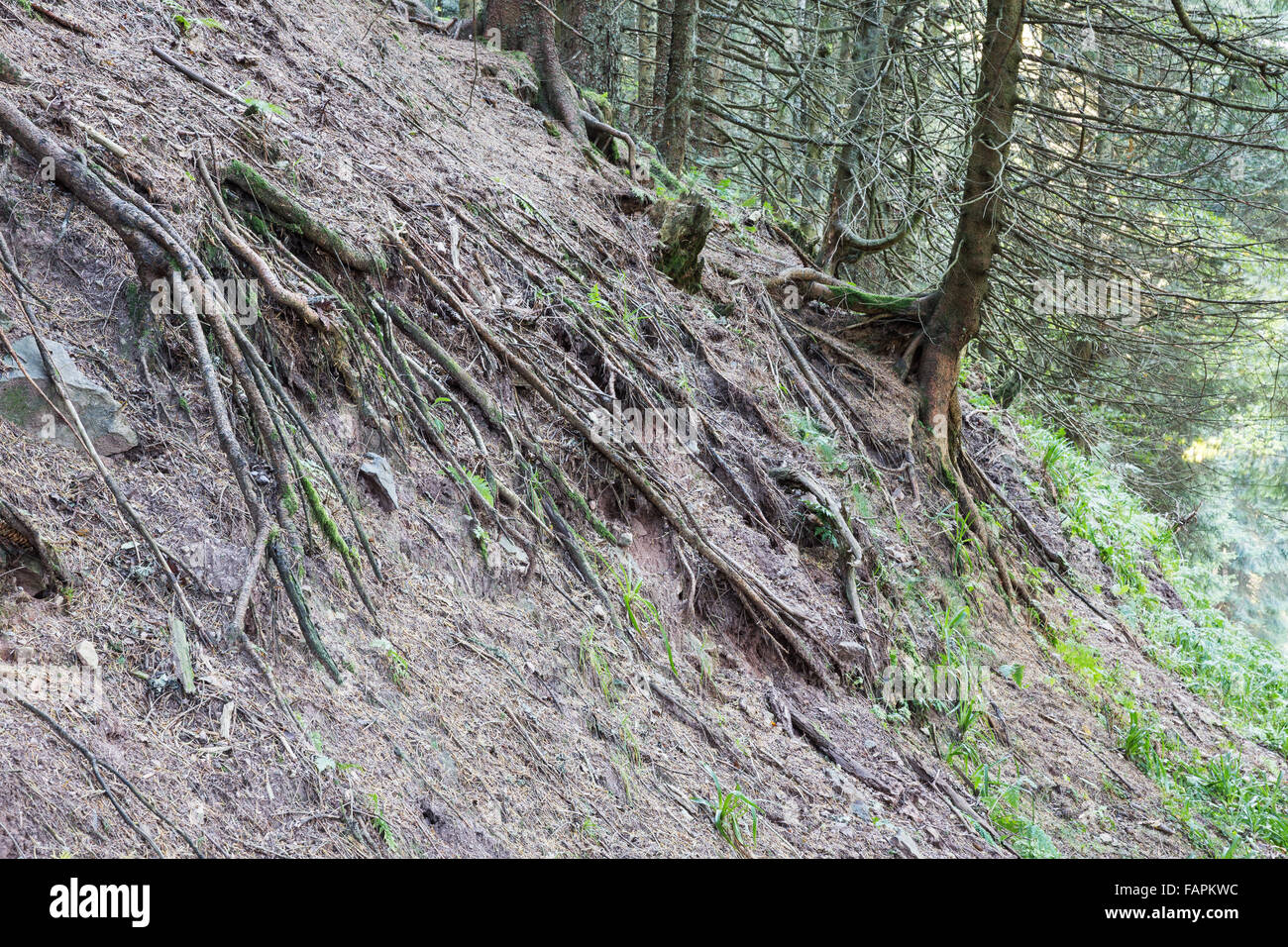 Sloping tree roots Stock Photo - Alamy