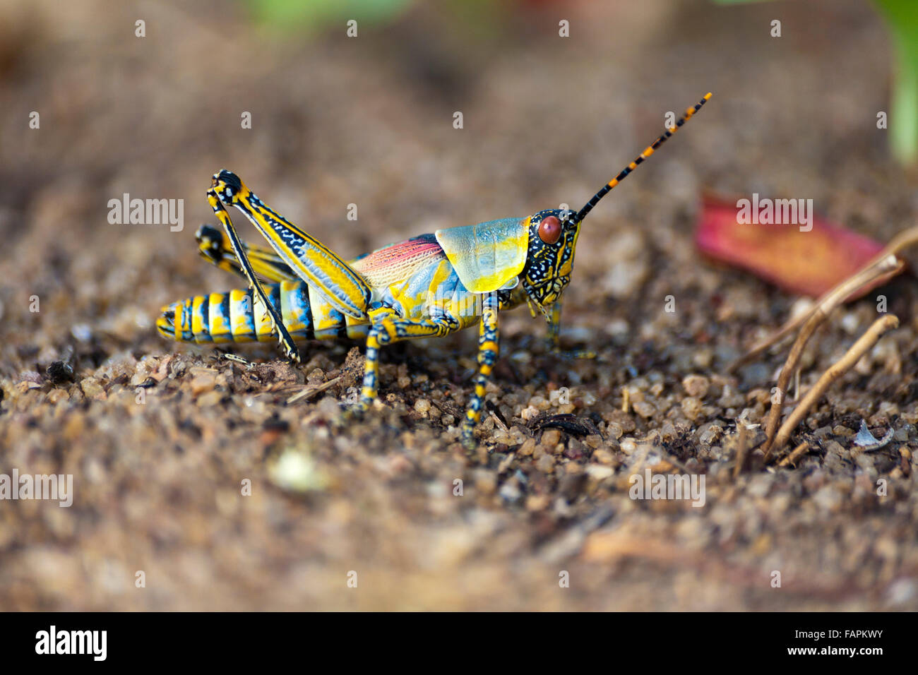 African grasshopper hi-res stock photography and images - Alamy
