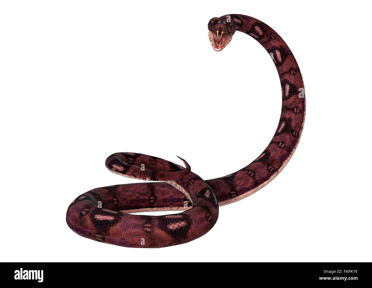 3D digital render of an anaconda snake isolated on white background ...