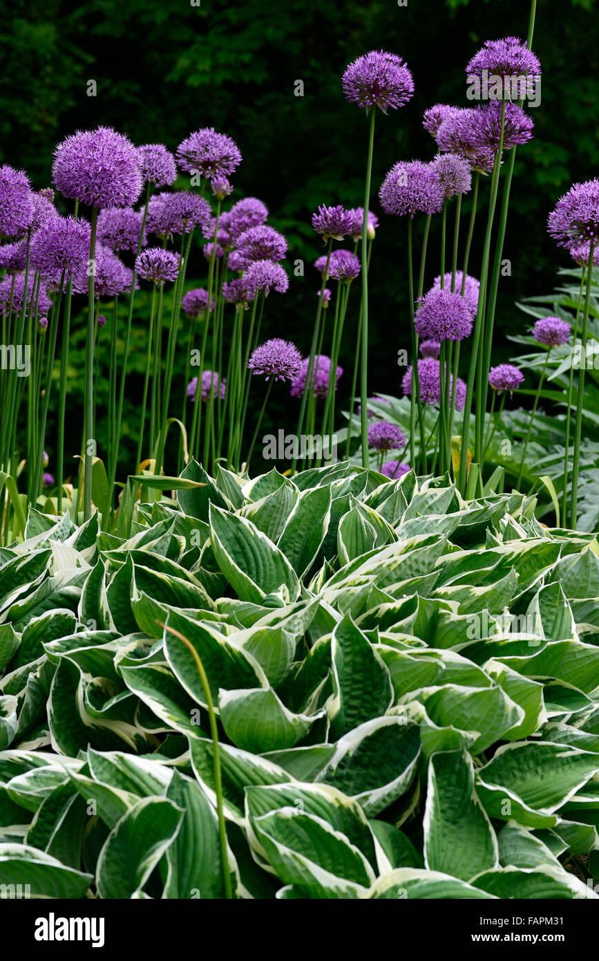 allium purple sensation hosta francee purple green variegated foliage ...