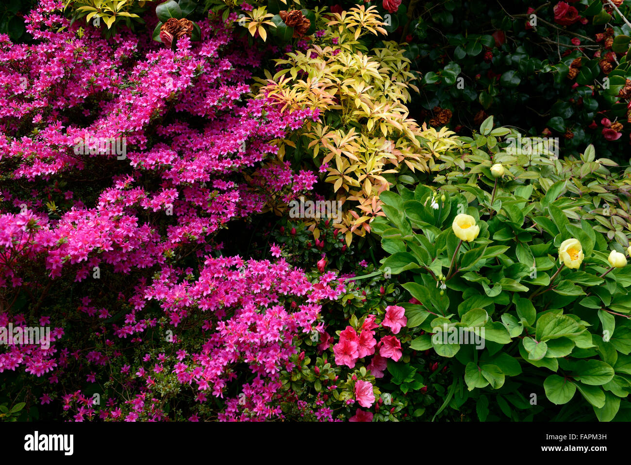 azalea pieris peony paeonia pink flower flowers flowering display ...