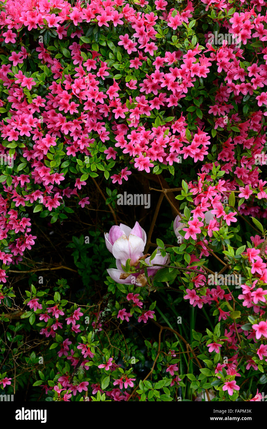 azalea magnolia pink flower flowers flowering display spring shrubs ...