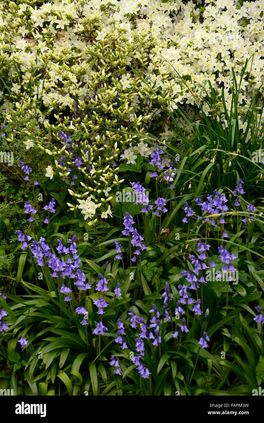 Blue azalea flowers hi-res stock photography and images - Alamy