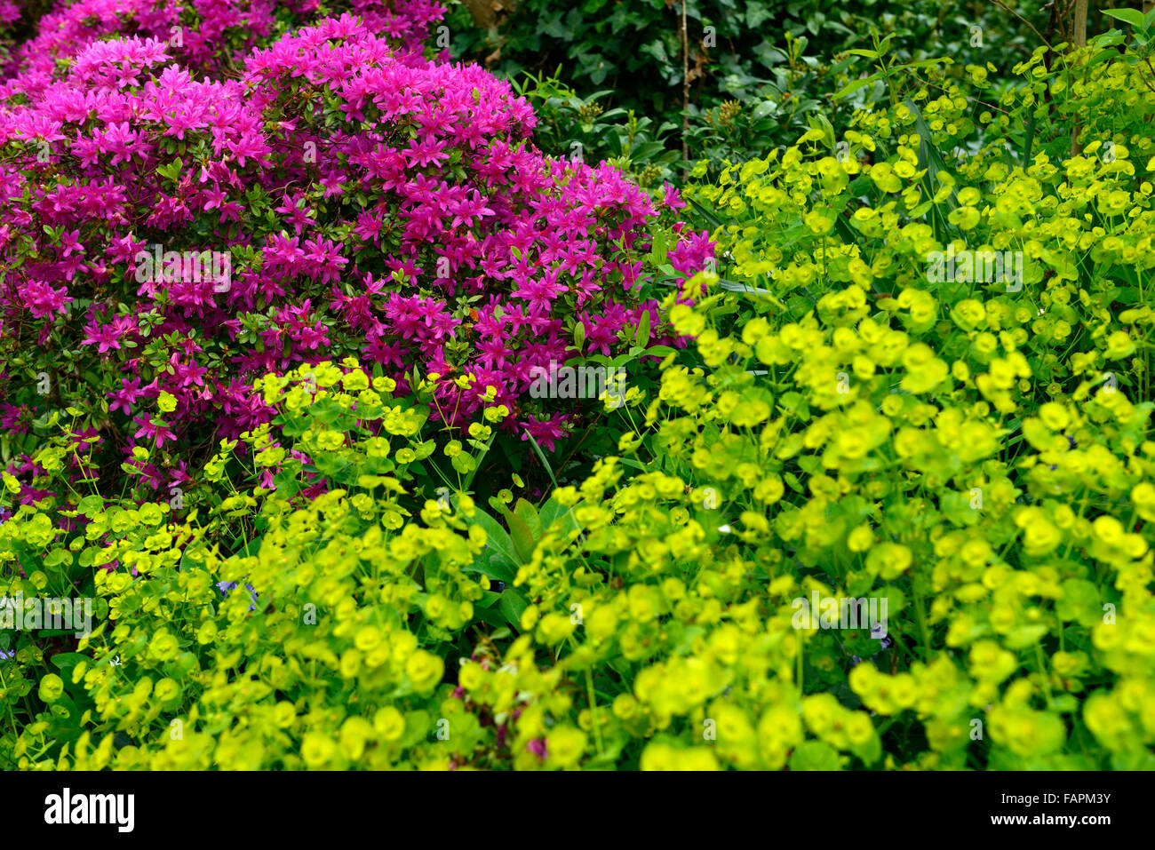 azalea kathleen pink flower flowers green euphorbia flowering display ...