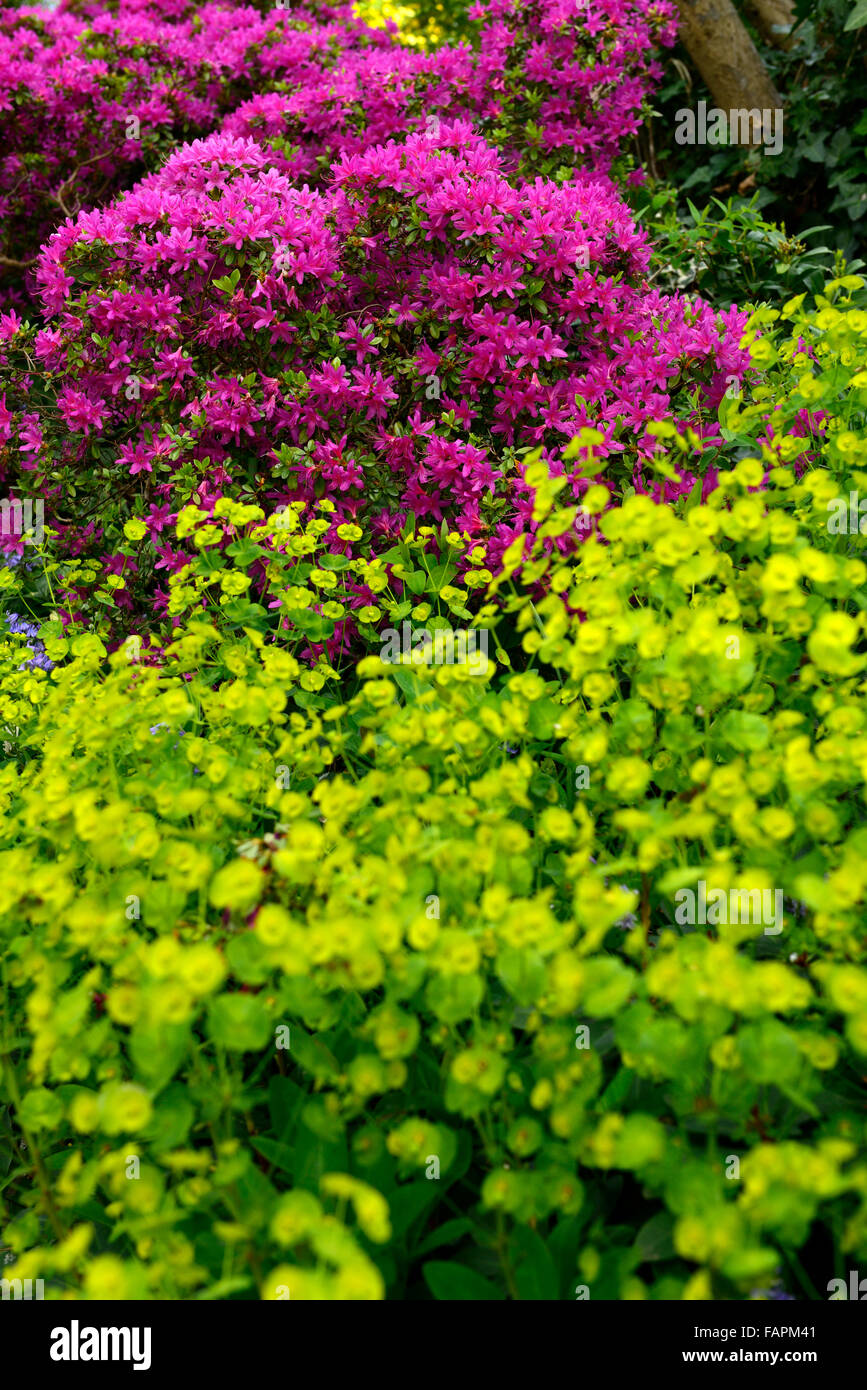 azalea kathleen pink flower flowers green euphorbia flowering display ...