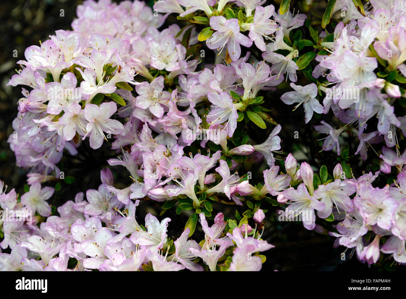 Kurume azalea hi-res stock photography and images - Alamy