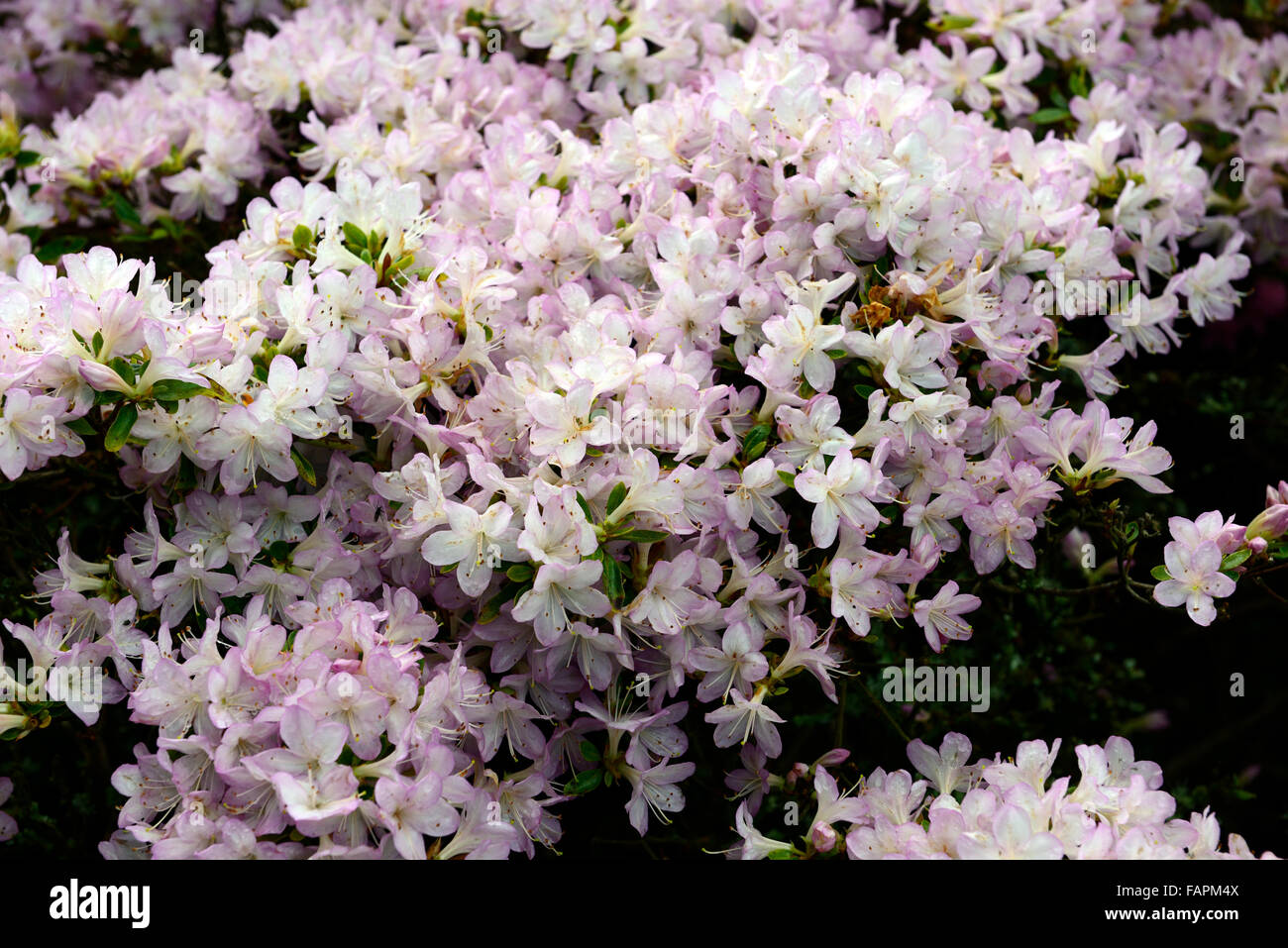 azalea kurume shin sekai white pink flower flowers flowering display ...