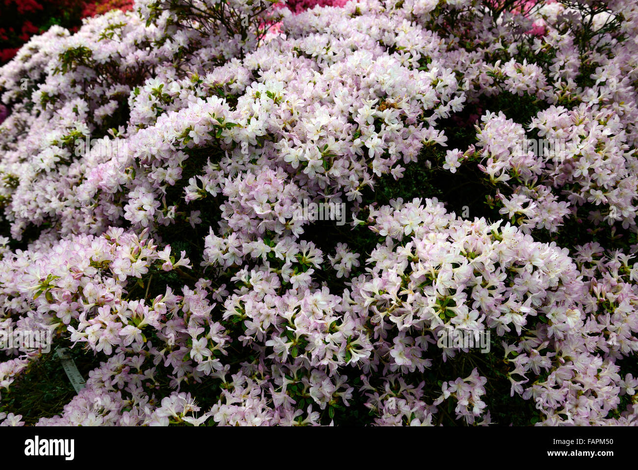 azalea kurume shin sekai white pink flower flowers flowering display ...