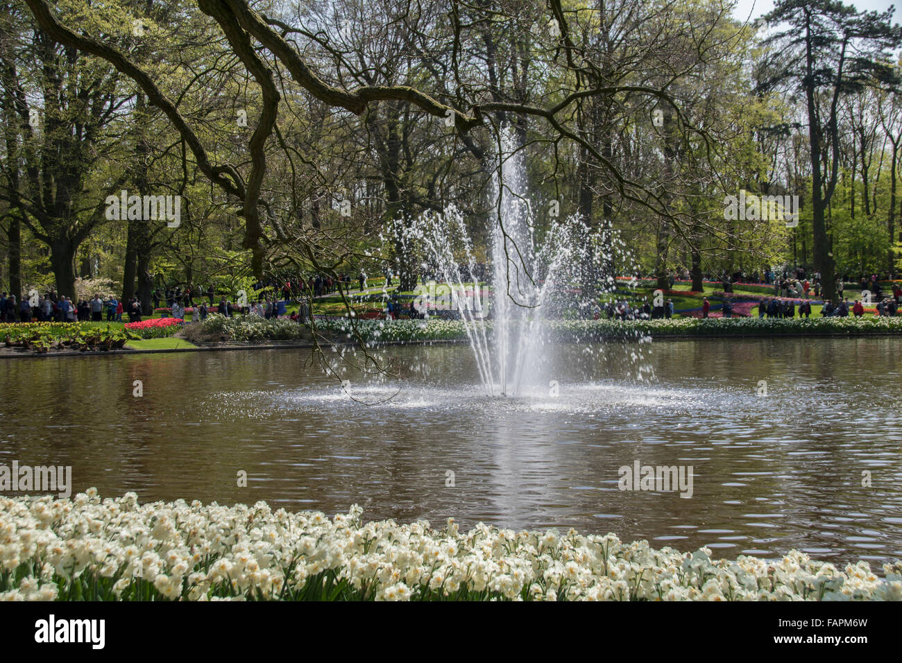 Water feature with fountain in the Keukenhof park Stock Photo - Alamy