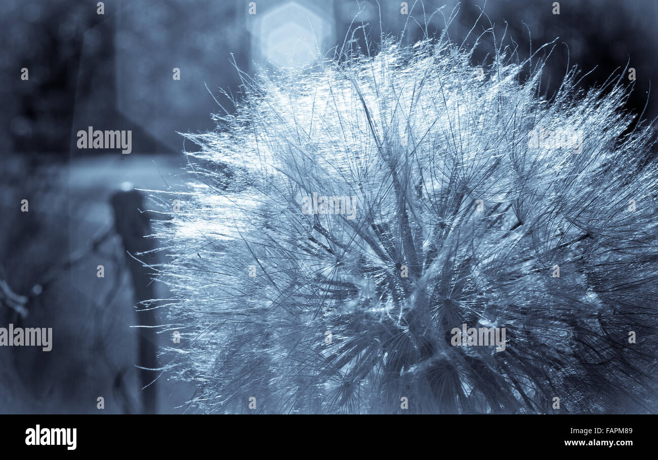 Close up of a dandelion and thistle seed pod Stock Photo - Alamy