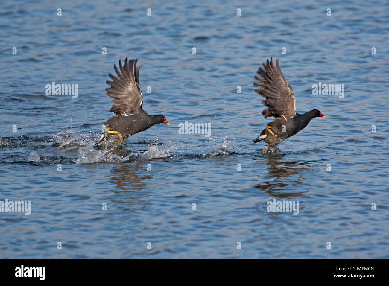 Moorhen, Gallinula chloropus, two birds chasing over water, territory ...