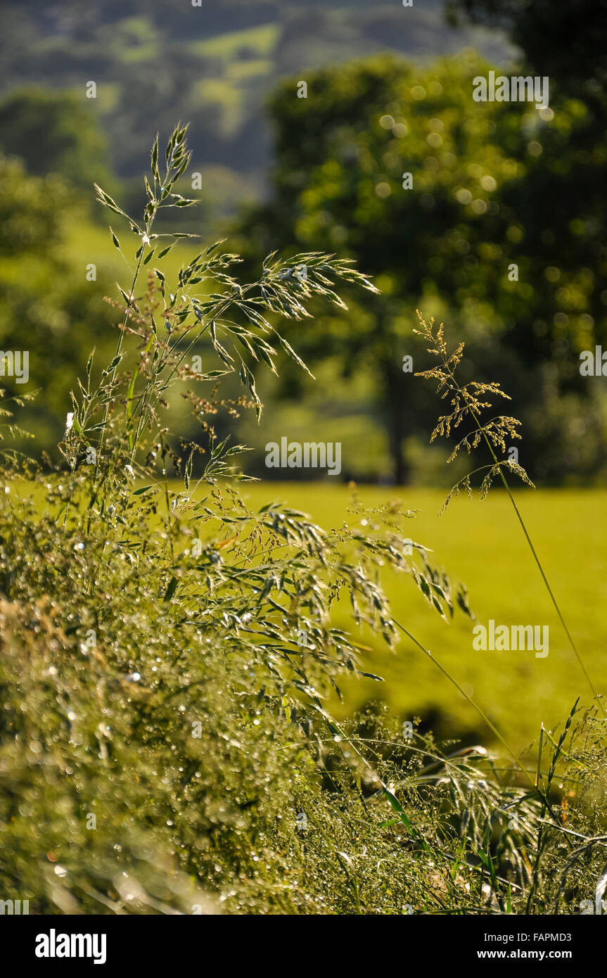 Green summer grasses in the English countryside Stock Photo - Alamy