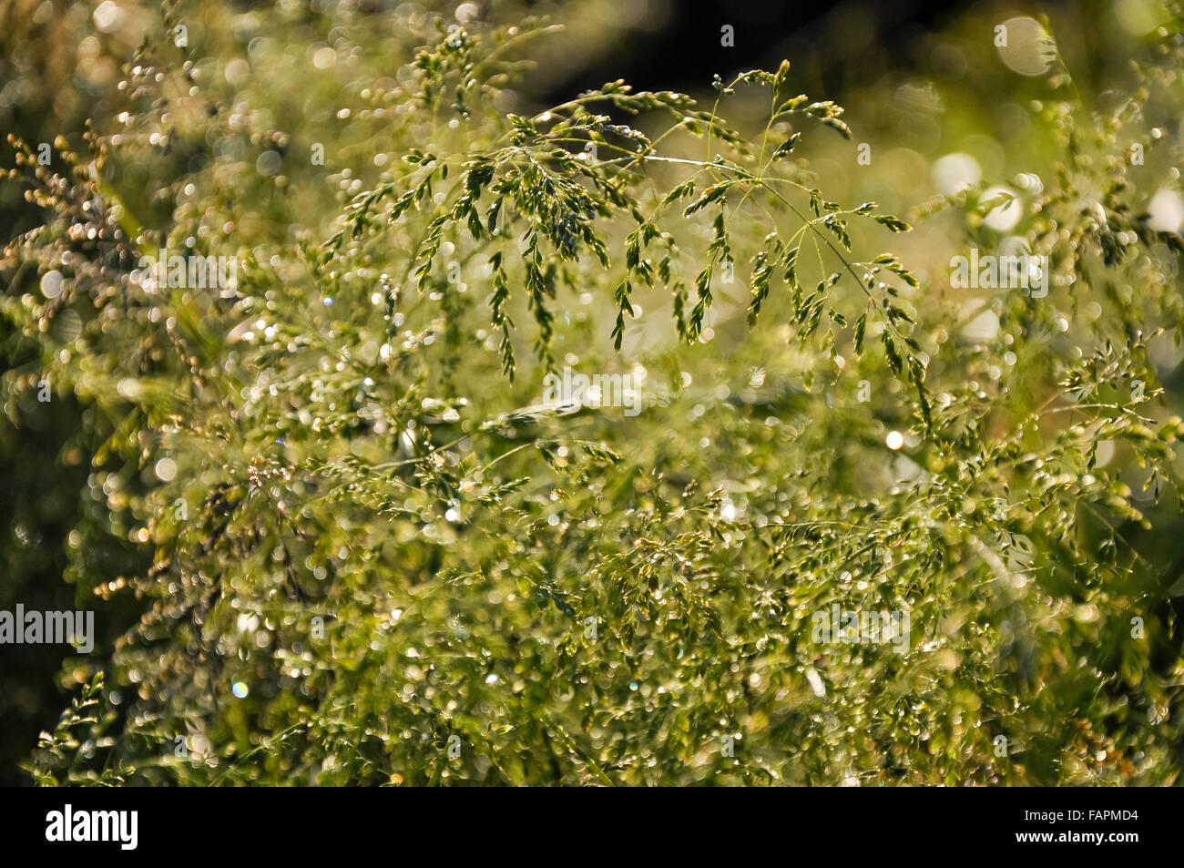 Summer grasses hi-res stock photography and images - Alamy
