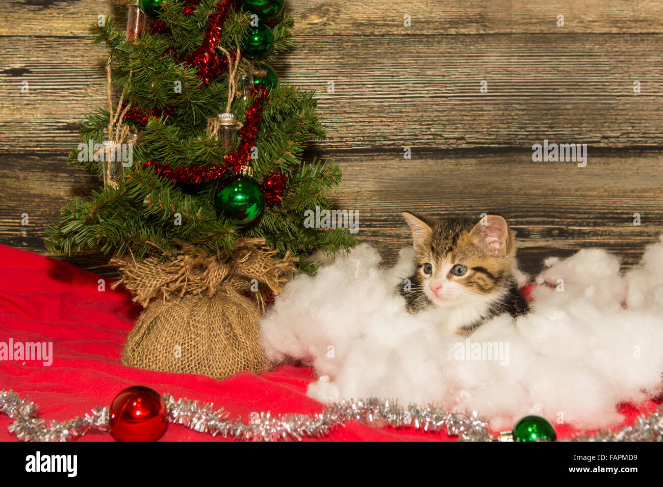 Christmas kitten hi-res stock photography and images - Alamy