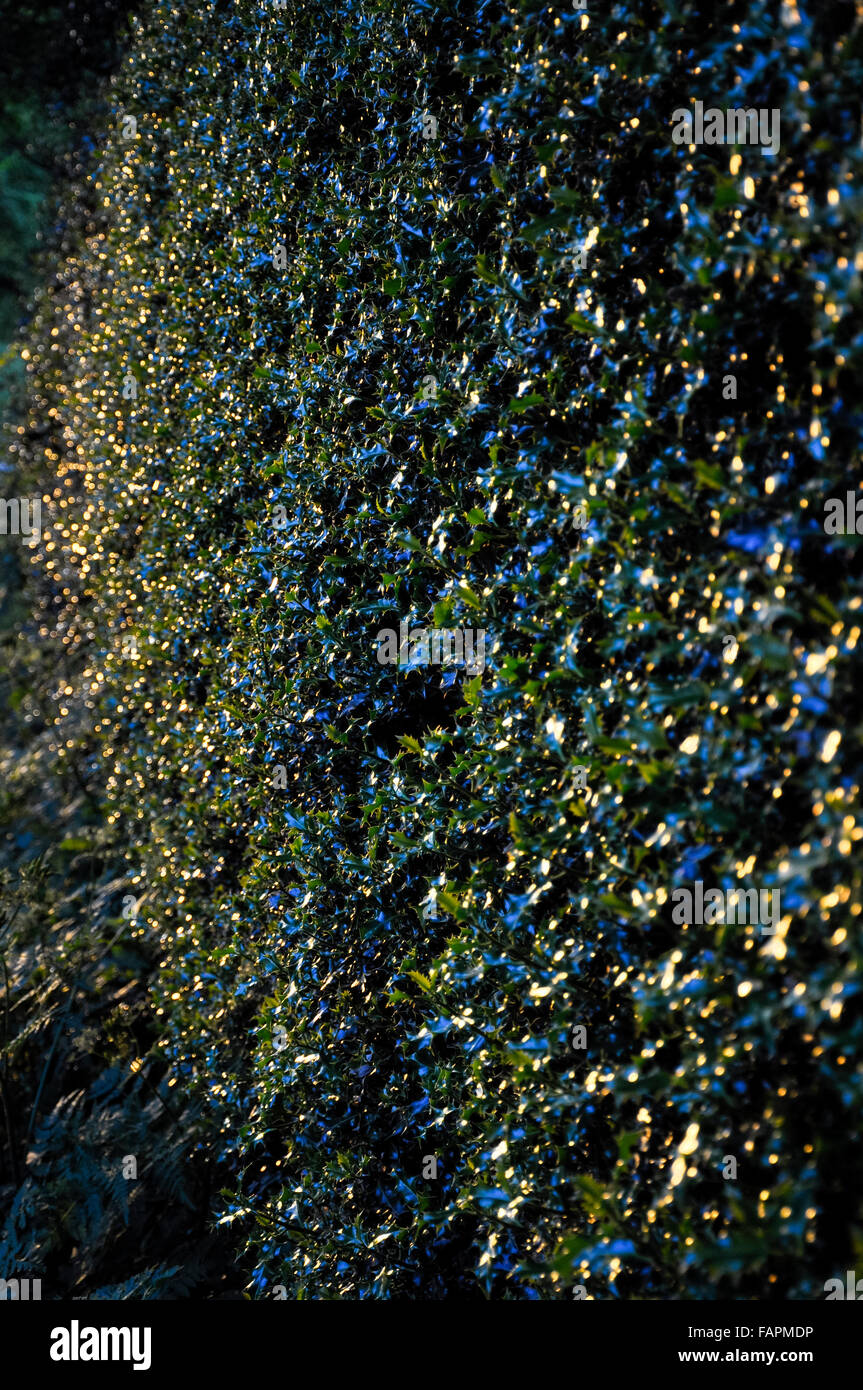 Deep green Holly hedge on an English country lane on a summer evening ...