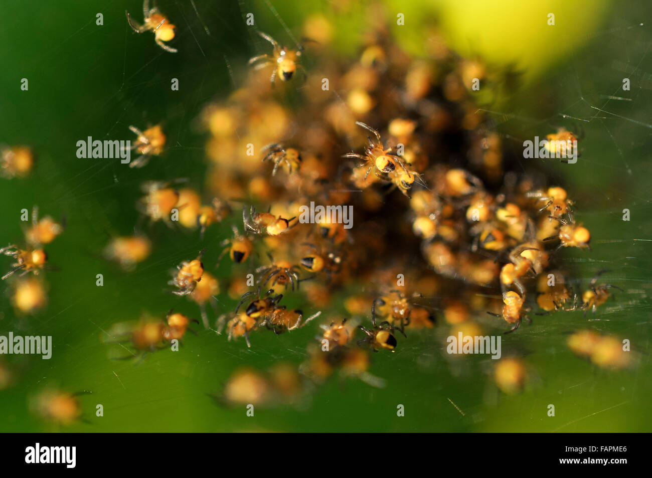 Spiders nest hi-res stock photography and images - Alamy