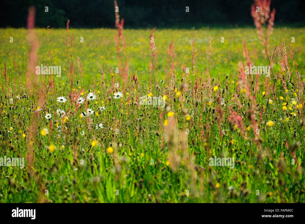 English wildflower meadow hi-res stock photography and images - Alamy