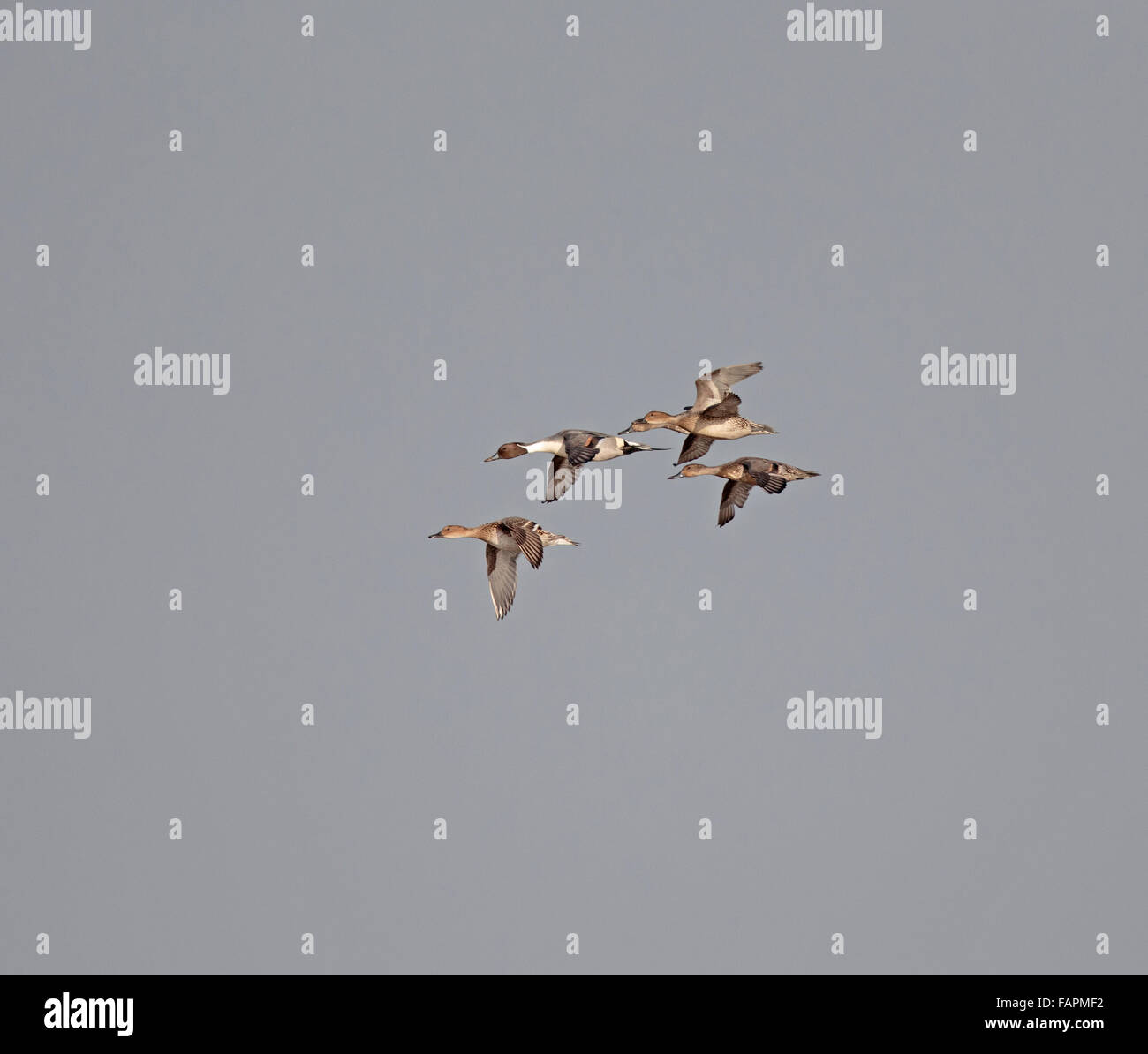 Pintail in flight hi-res stock photography and images - Alamy