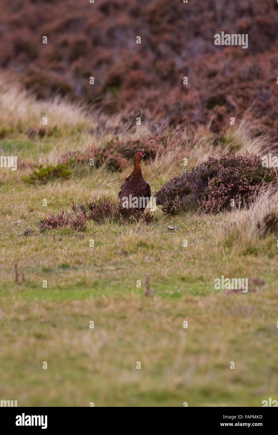Bird of the moors hi-res stock photography and images - Alamy