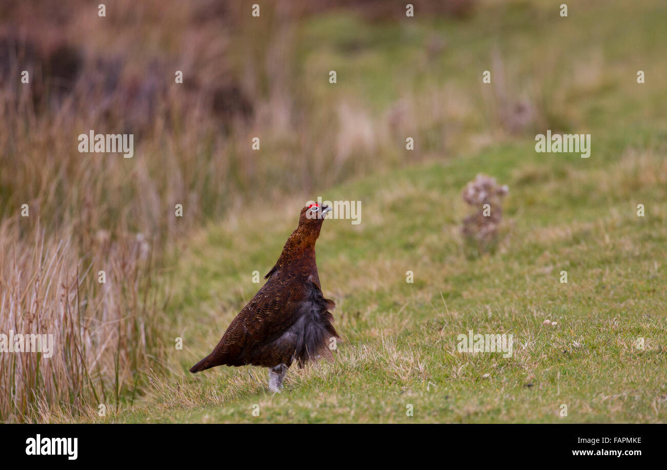 Red grouse on moor Stock Photo - Alamy