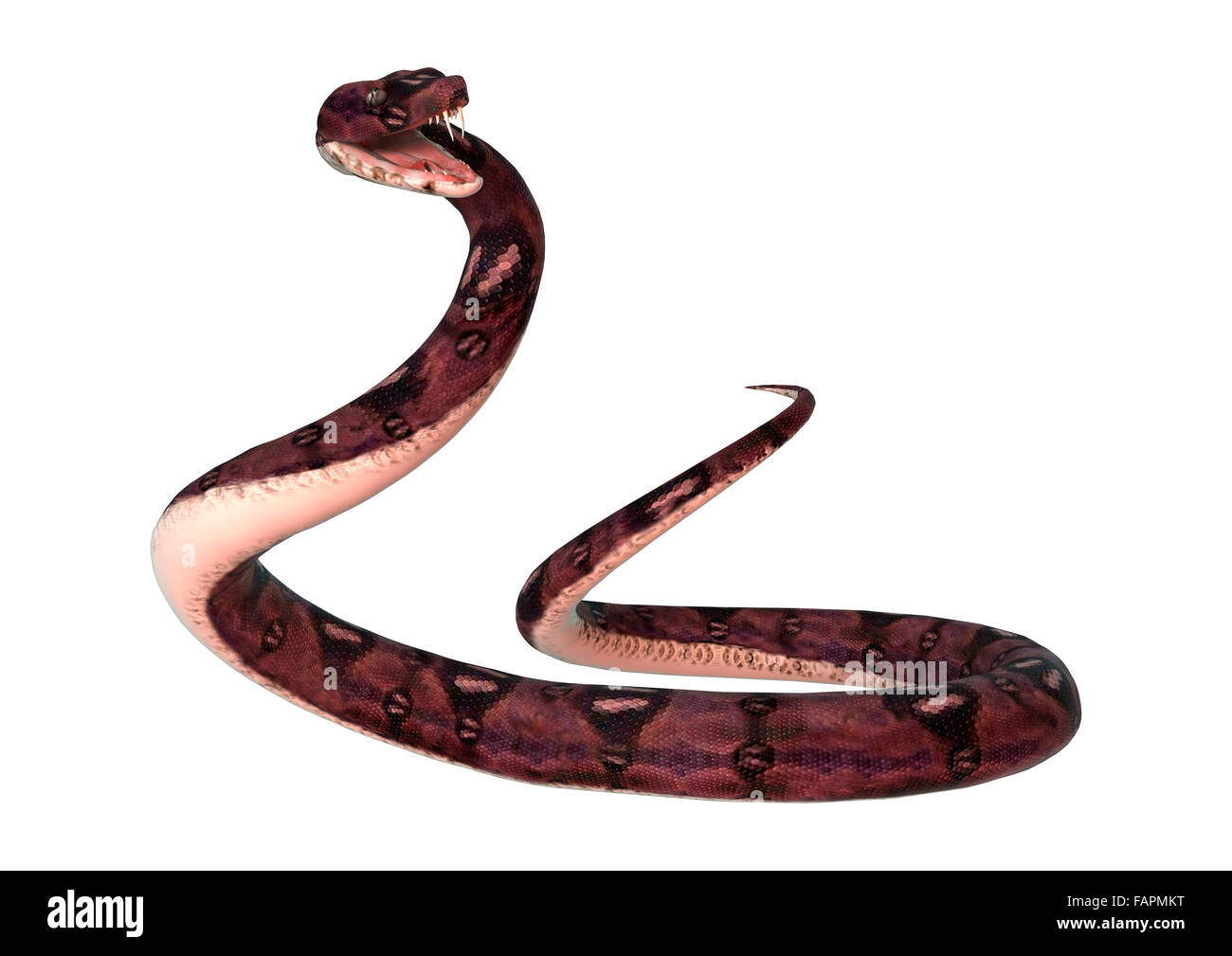 3D digital render of an anaconda snake isolated on white background ...